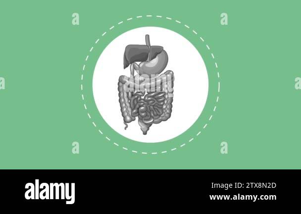 Digestive system concept HD animation Stock Video Footage - Alamy