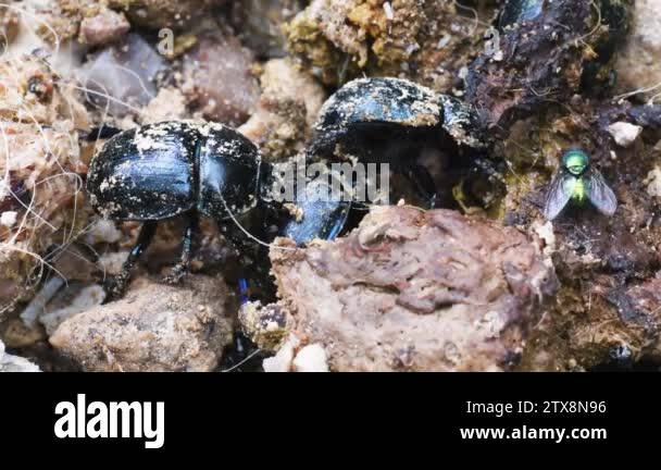 dung beetle, Geotrupidae, beetles, Coleoptera, earth-boring dung ...