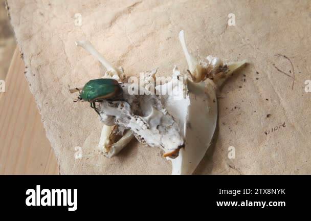 Skull shield bug Stock Videos & Footage - HD and 4K Video Clips - Alamy