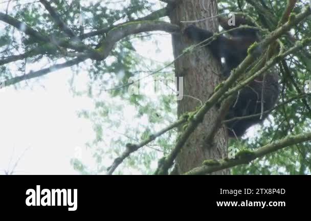 Brown bear hugging tree Stock Videos & Footage - HD and 4K Video Clips ...