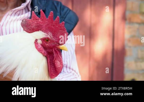Portrait handsome white rooster Stock Videos & Footage - HD and 4K ...