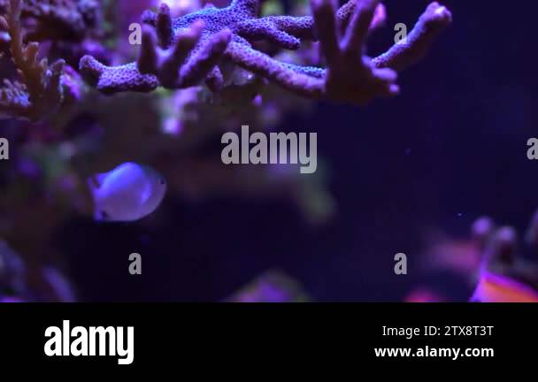 Chromis fish Stock Videos & Footage - HD and 4K Video Clips - Alamy