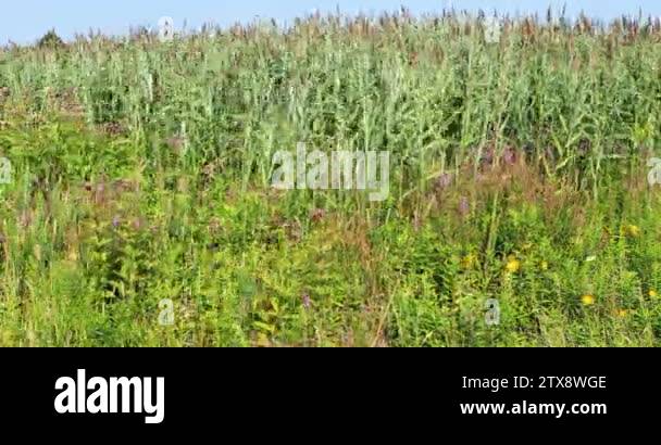 Common reed invasive plant species Stock Videos & Footage - HD and 4K ...