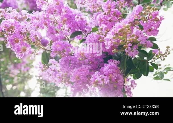 Lagerstroemia indica flower is a large bouquet of purple hanging from ...