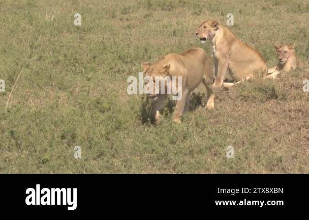 CLOSE UP: Young cute male lion emancipating from mother lioness and his ...
