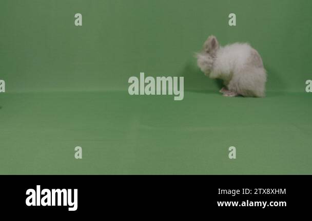 Fluffy sweet bunny rabbit washing his cute muzzle with little lovely ...