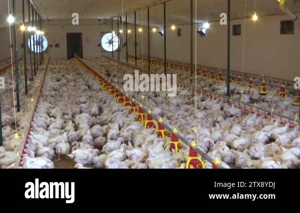 Modern Poultry Farm / Modern poultry farm for breeding chickens Stock ...