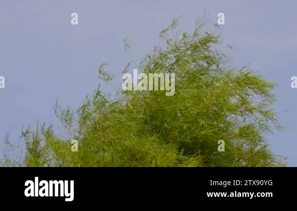 Bamboo tree Stock Videos & Footage - HD and 4K Video Clips - Alamy