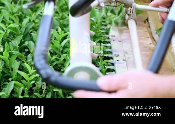 Two men gather tea at a tea plantation with an automatic clipper for ...
