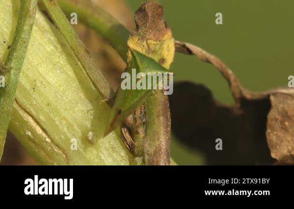 Treehoppers (more precisely typical treehoppers to distinguish them ...