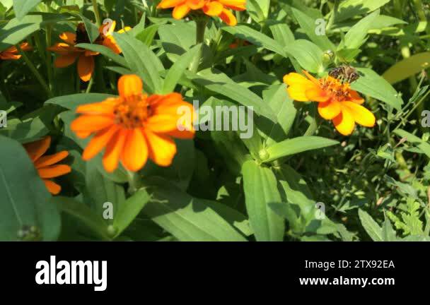 Creeping zinnia zinnia angustifolia Stock Videos & Footage - HD and 4K ...