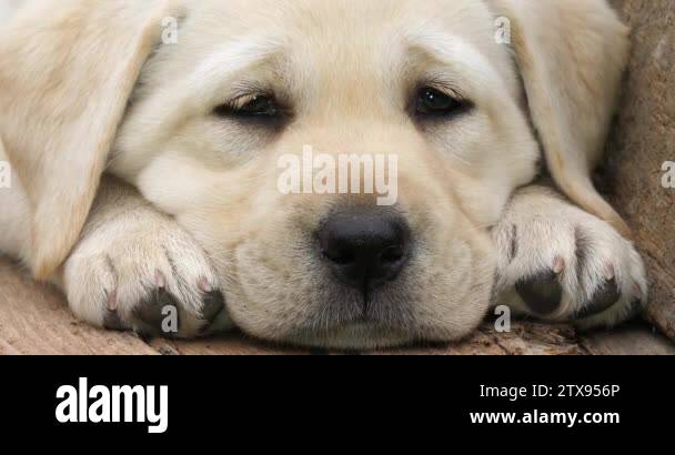 Labrador Retriever, Yellow Puppy sleeping in a Wheelbarrow, Normandy in ...