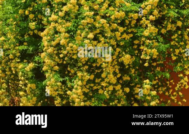 Rosa banksiae lady banks rose Stock Videos & Footage - HD and 4K Video ...