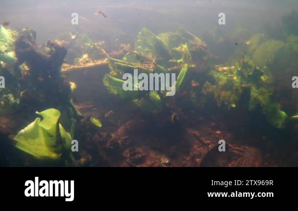 shallow freshwater river bottom with very fast flow, rich flora of ...