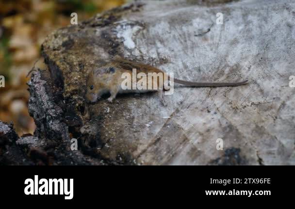 Dead mice Stock Videos & Footage - HD and 4K Video Clips - Alamy