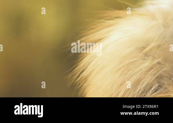 Extinction of species of animals Stock Videos & Footage - HD and 4K ...