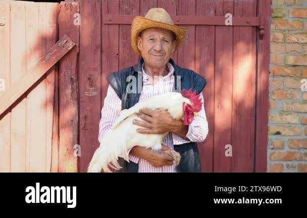 An elderly farmer in a straw hat is holding a live white rooster ...