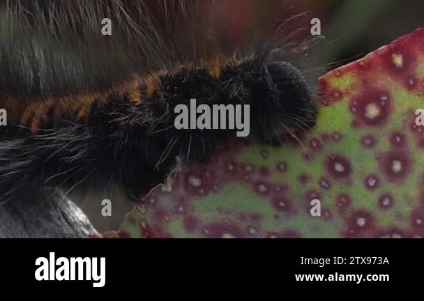Fox eating insects Stock Videos & Footage - HD and 4K Video Clips - Alamy