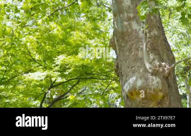 Bottom view to the tree of a huge Plane tree or Platanus in jungle ...