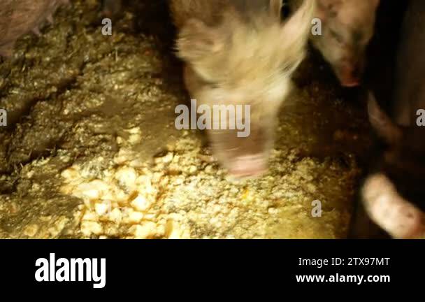 Feeding food eating pigs sow and of domestic pig Sus scrofa domesticus ...