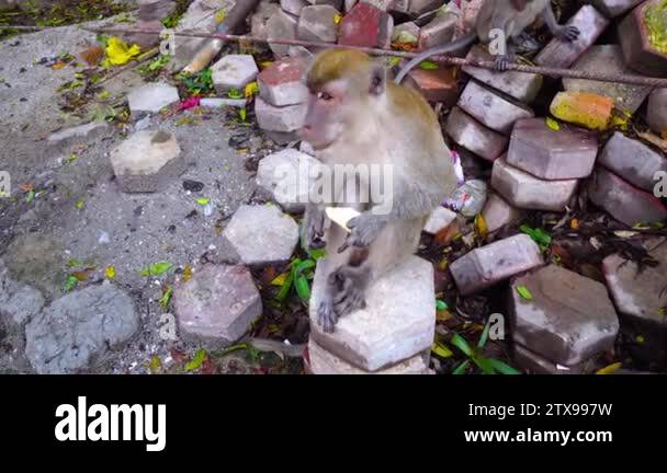 Langur monkey eat cookie at a park in Malaysia. Close up. 4K Stock ...