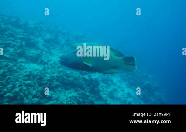 Napoleonfish swim in the blue water - Humphead Wrasse or Napoleon ...