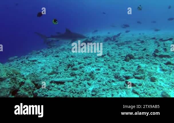 Tiger Shark swims over rocky seabed, school of different types of ...