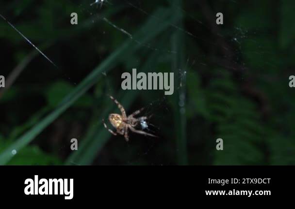 Morning dew, silence, peace, bliss.The spider spread out the morning ...