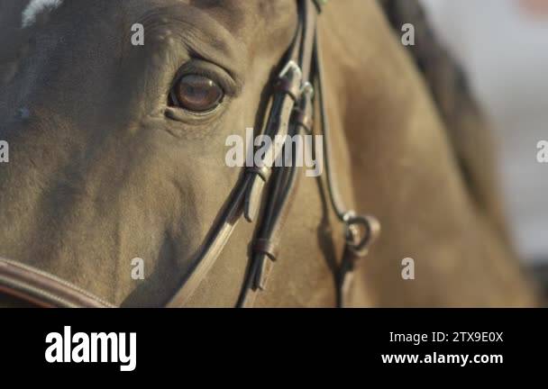 Horse winking Stock Videos & Footage - HD and 4K Video Clips - Alamy