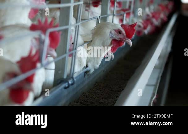 Poultry farm for breeding chickens and eggs, chickens pecking feed ...