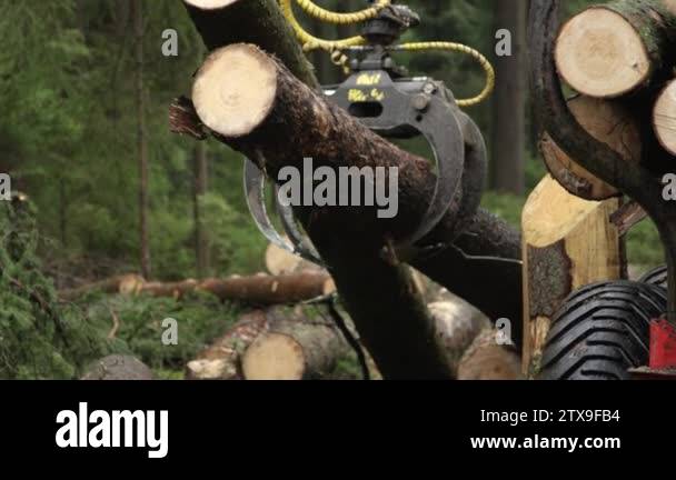 CLOSE UP DOF Harvesting and putting delimbed cut logs and tree trunks ...