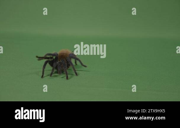 Closeup of creepy brown tarantula spider crawling across green screen ...