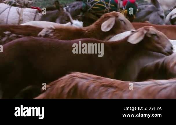 Man moving goats Stock Videos & Footage - HD and 4K Video Clips - Alamy