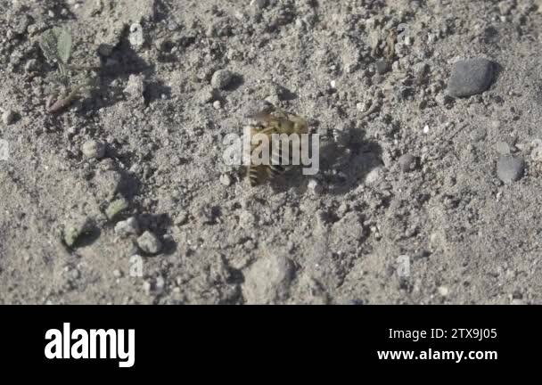 Super bees Stock Videos & Footage - HD and 4K Video Clips - Alamy