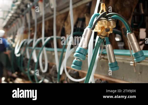 Modern milking of cows on a large modern farm, milking cows milk on ...