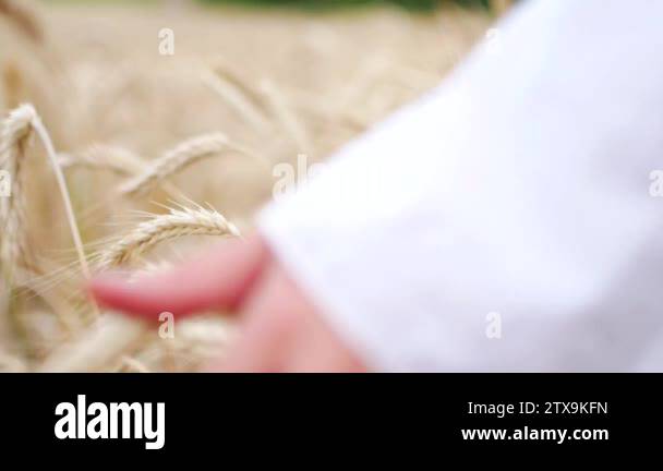 Close-up of womans hand running through wheat field, dolly shot Stock ...