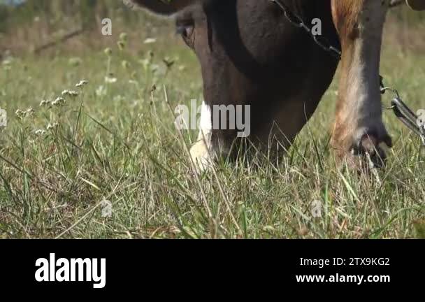 Female cattle, domestic dairy animal, cow chews grass in summer meadow ...