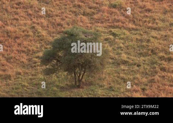 Secretary bird in tree Stock Videos & Footage - HD and 4K Video Clips ...