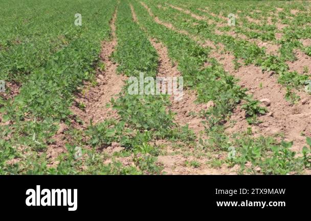 Furrows green Stock Videos & Footage - HD and 4K Video Clips - Alamy