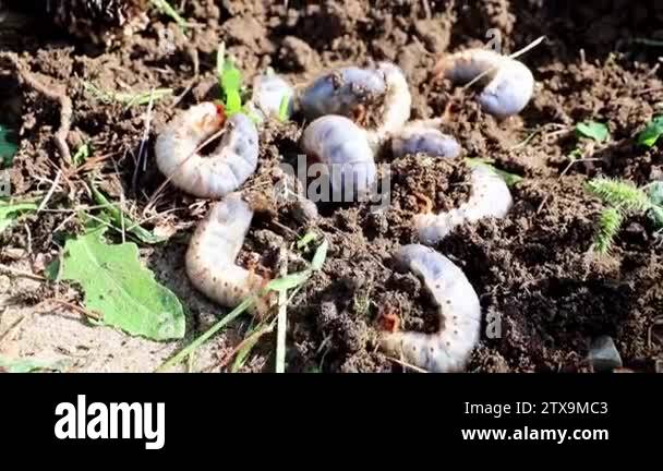 large larvae of garden pest beetles on the surface of the lawn soil ...
