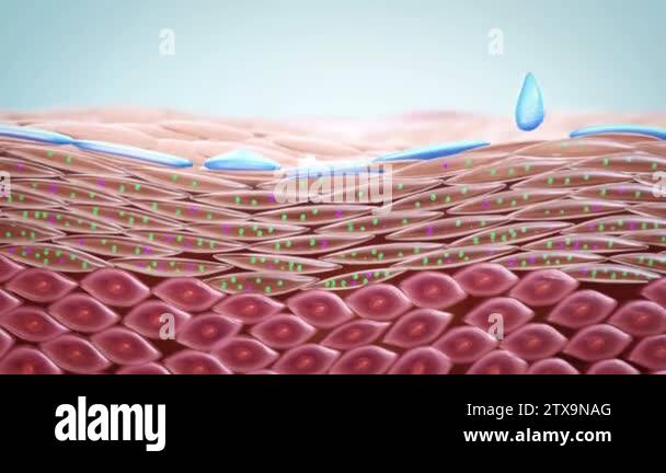 Lotion drops for dry skin. 3D Medical Animation representation of skin ...
