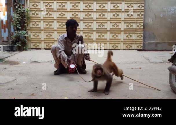 Juggler monkey Stock Videos & Footage - HD and 4K Video Clips - Alamy
