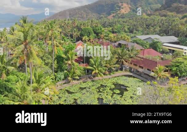 Lake and field of Lotus on a tropical island Bali, Indonesia. Beautiful ...