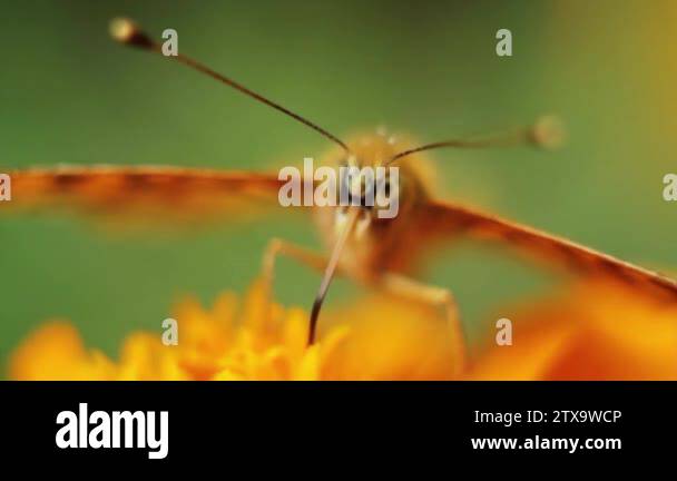 Butterfly proboscis up close Stock Videos & Footage - HD and 4K Video ...