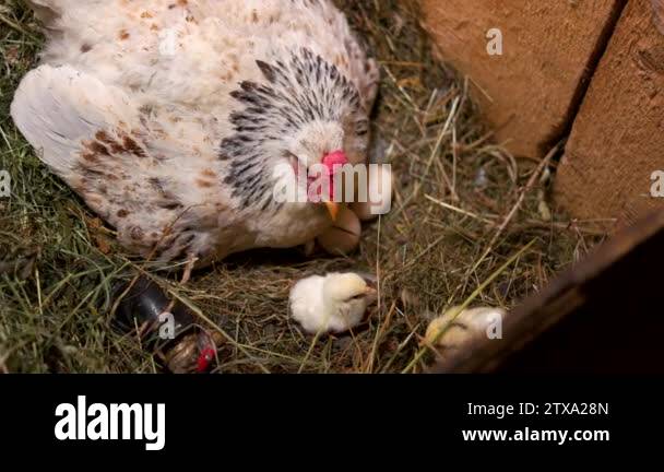 Hen chicks on nest Stock Videos & Footage - HD and 4K Video Clips - Alamy