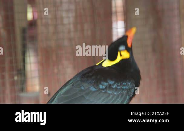Common myna singing Stock Videos & Footage - HD and 4K Video Clips - Alamy