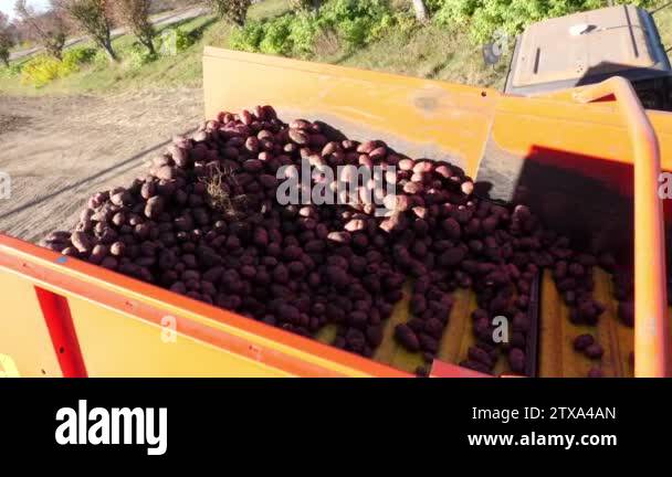 potato harvester unloads potatoes in a Truck for transport. Farm ...