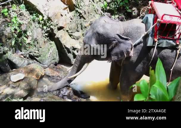 Thailand elephant carry Stock Videos & Footage - HD and 4K Video Clips ...