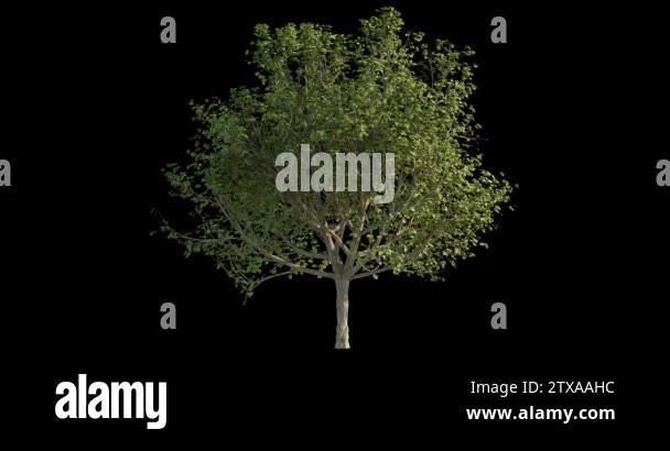 Tree visualization Stock Videos & Footage - HD and 4K Video Clips - Alamy