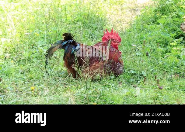 Red rooster comb Stock Videos & Footage - HD and 4K Video Clips - Alamy